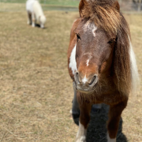 Patches – The Dorset Equine Rescue