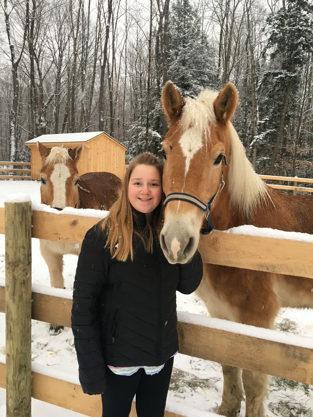 Success Stories – The Dorset Equine Rescue